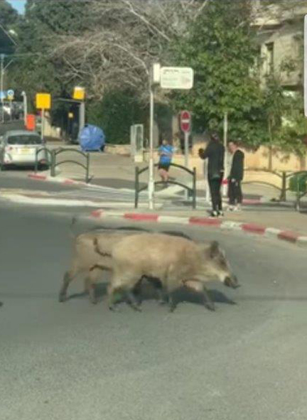 Monica Lavi - lena Zaidel - לנה זידל